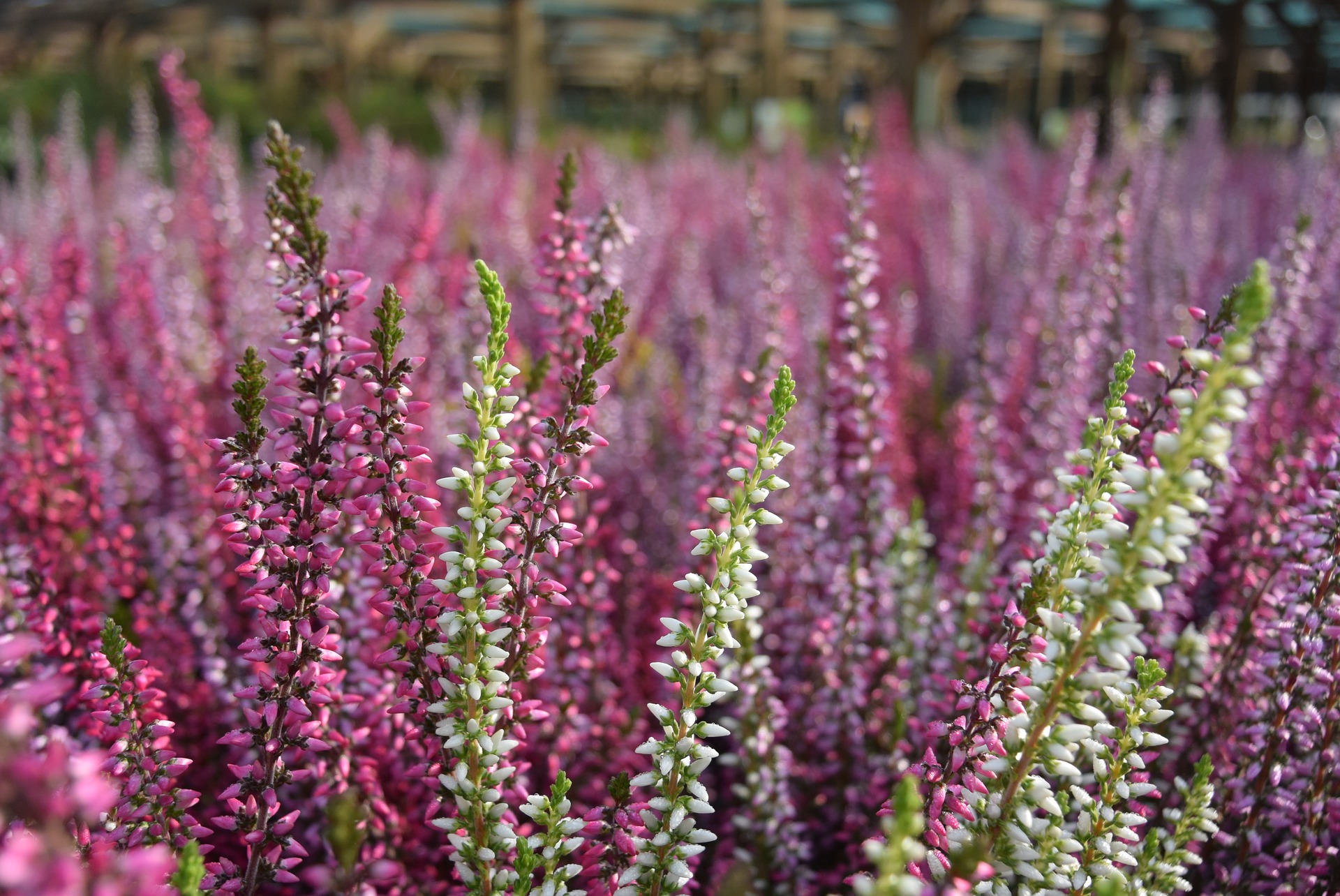 floristik-pietsch.de – Gärtnerei und Floristik Pietsch